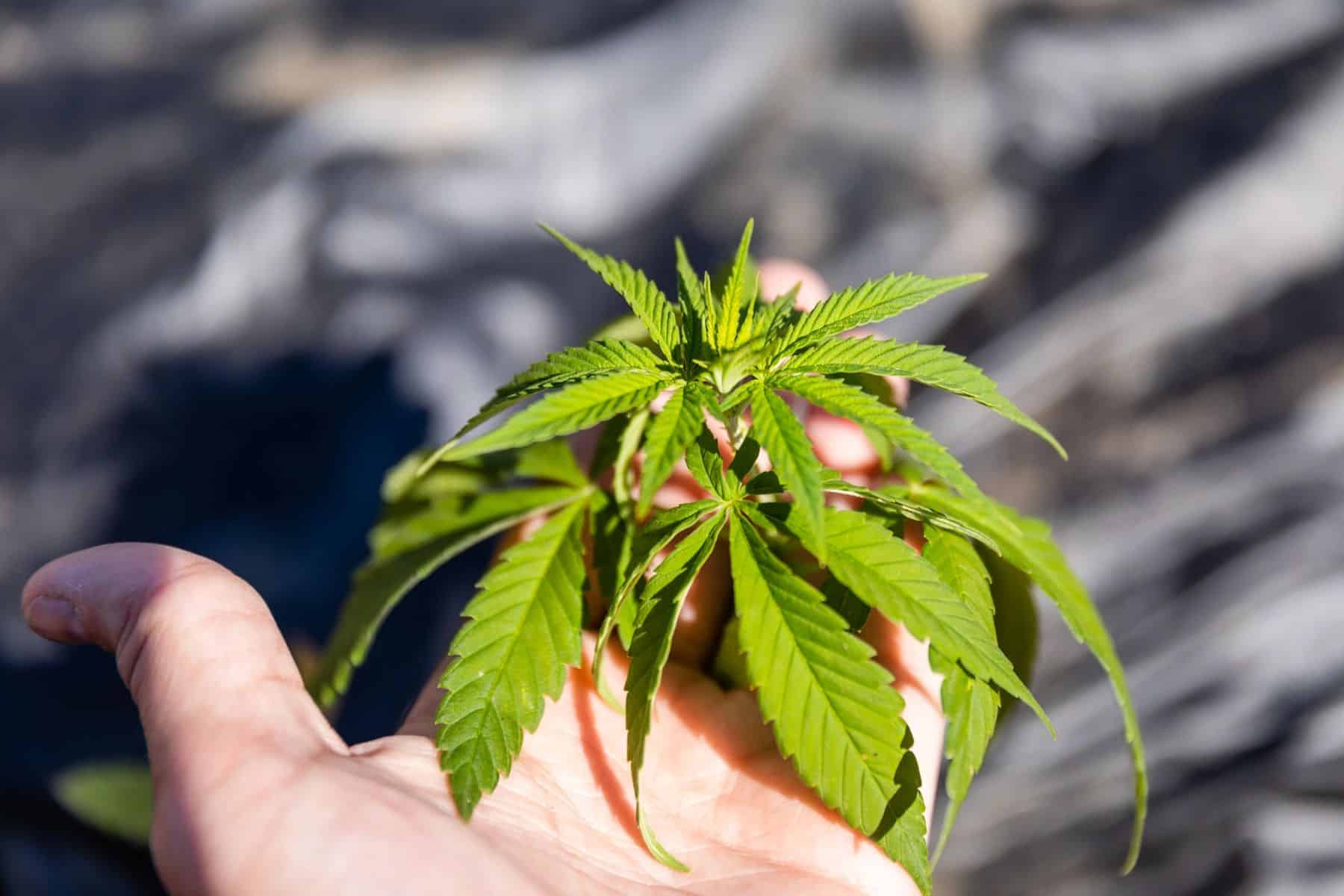 Intro to CBD | Hemp Resources | Cannabreeze Hemp Farm